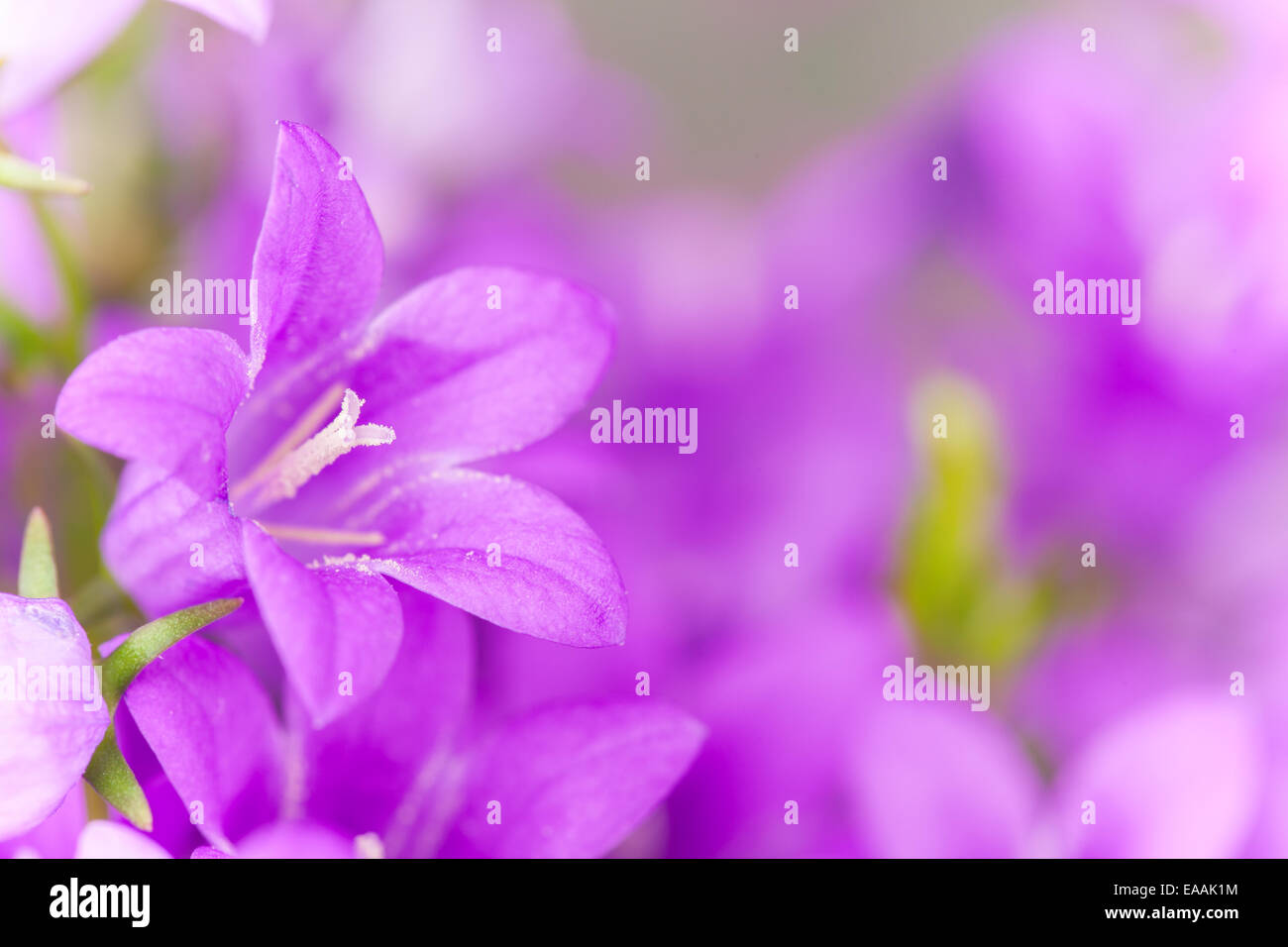 Low flower hi-res stock photography and images - Alamy