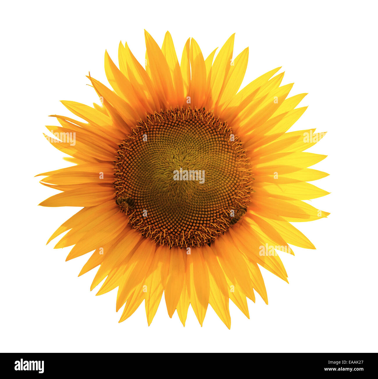 Blossom Cut Out Stock Images & Pictures - Alamy