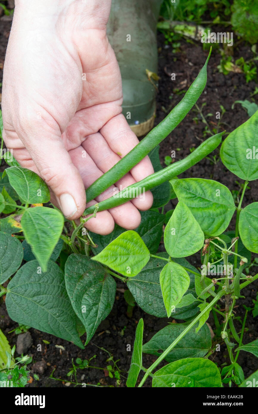 Harvesting French Bean 'Speedy' Stock Photo - Alamy