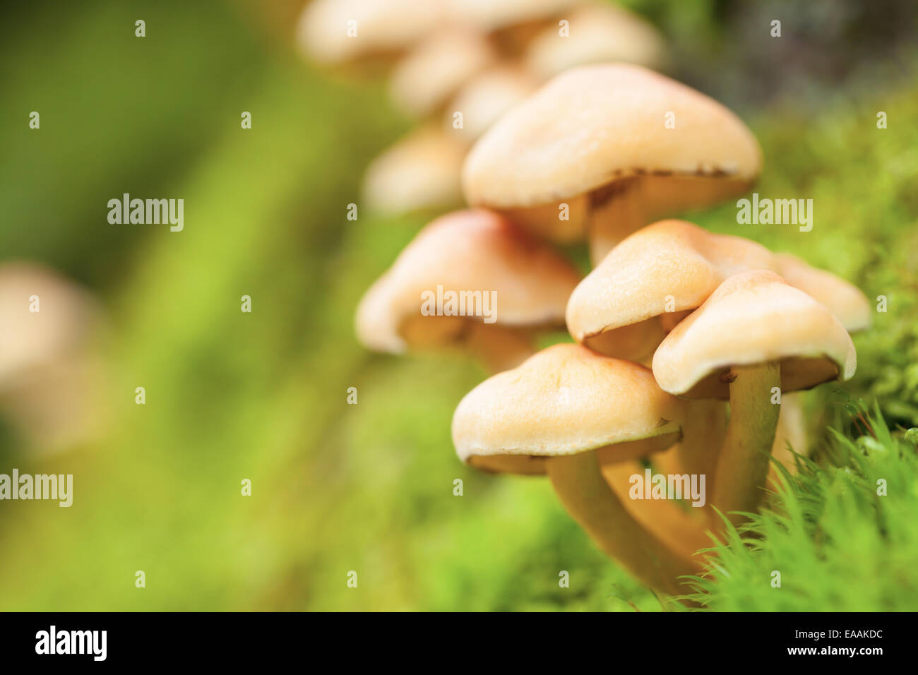 Macro photo of forest poison mushrooms Stock Photo - Alamy