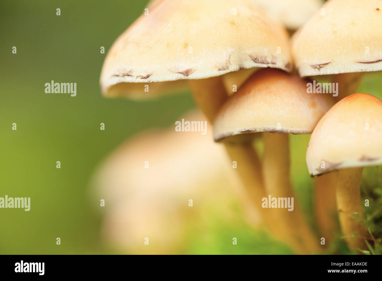 Macro photo of forest poison mushrooms Stock Photo - Alamy