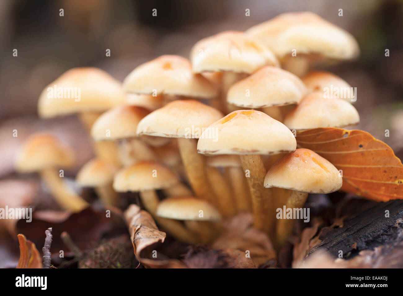 Macro photo of forest poison mushrooms Stock Photo - Alamy