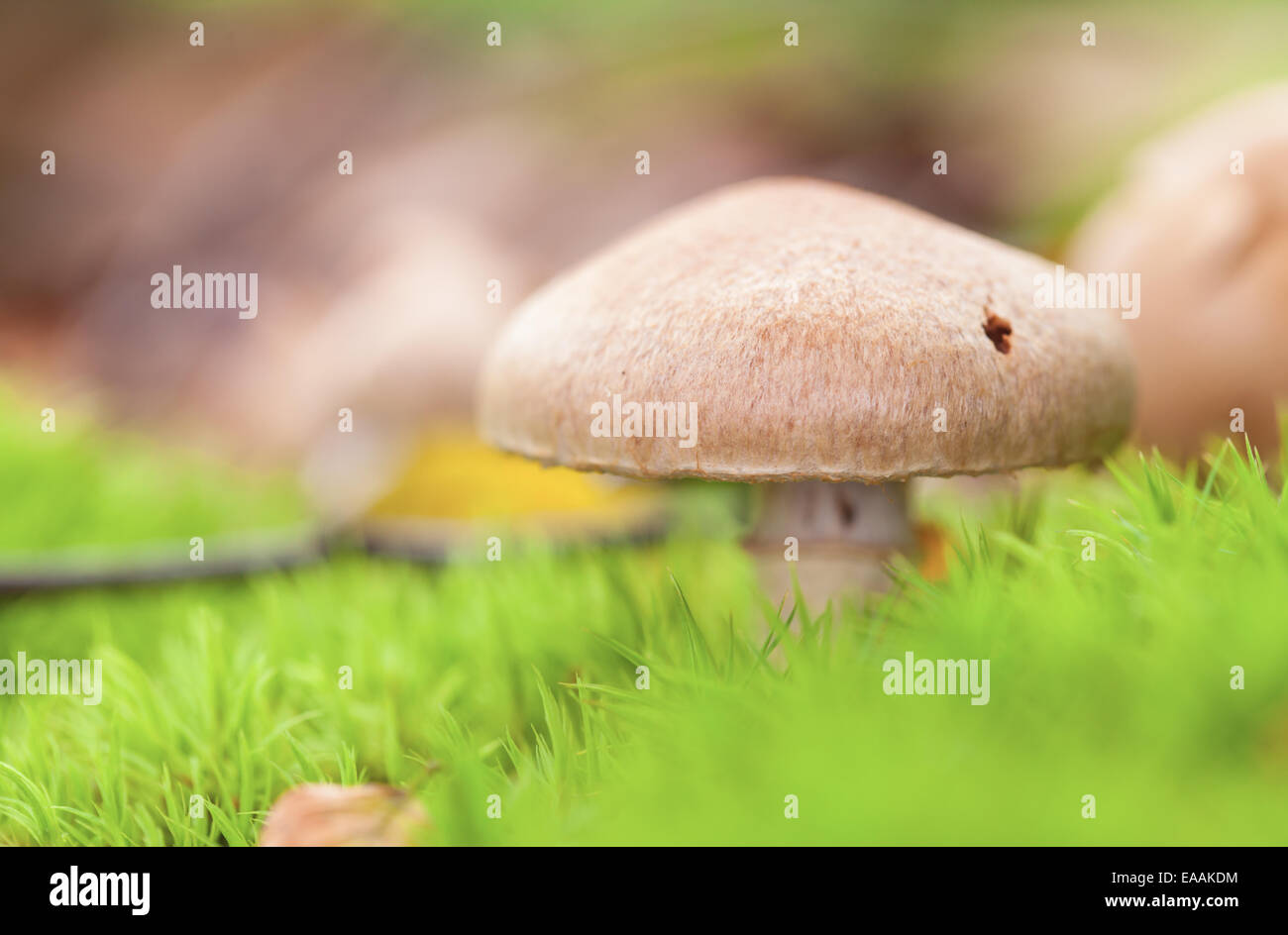 Single mushroom hi-res stock photography and images - Alamy