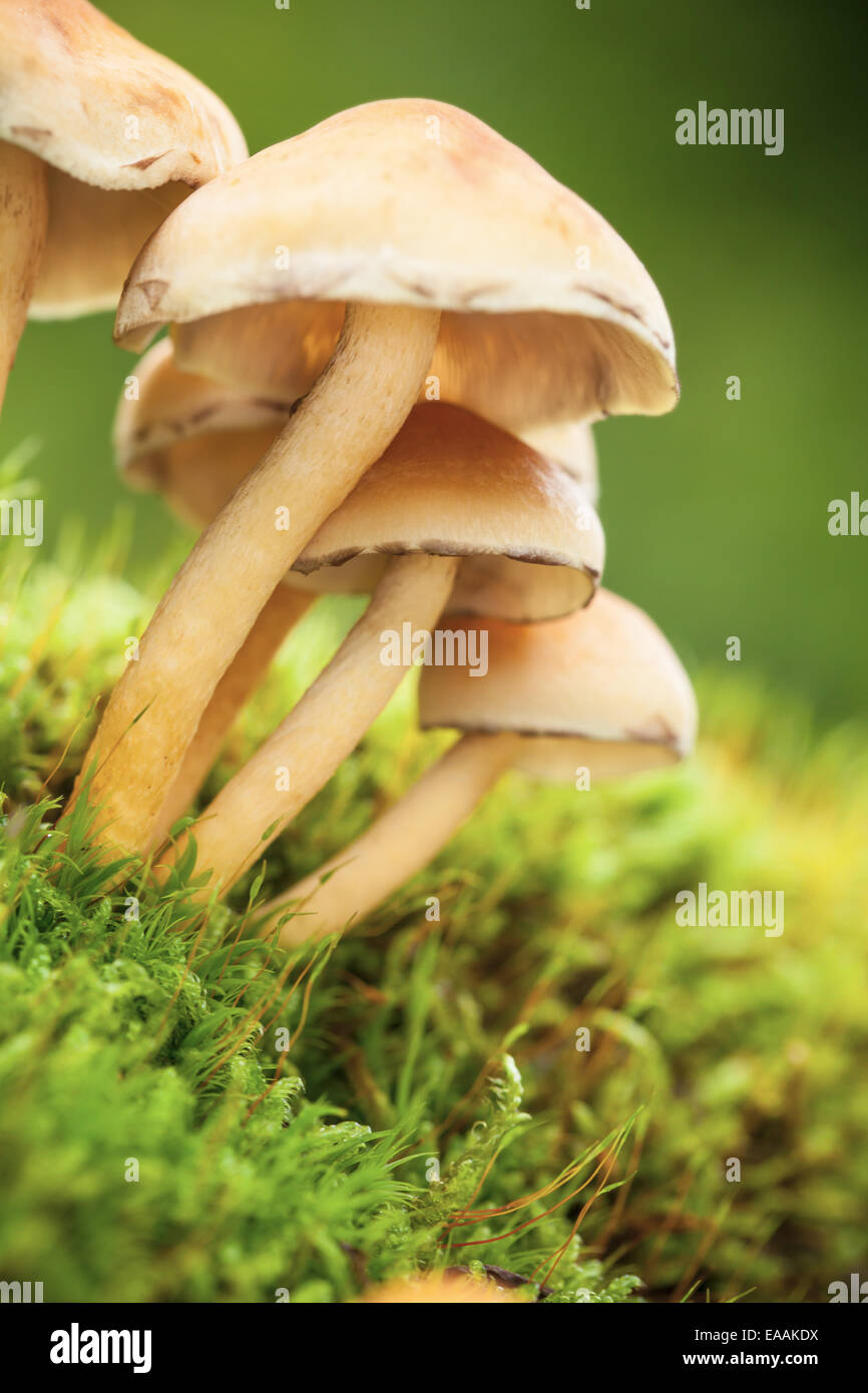 Macro photo of forest poison mushrooms Stock Photo - Alamy