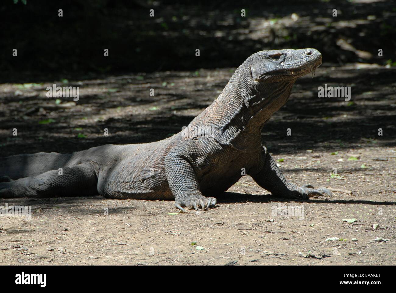 Komodo dragon poison hi-res stock photography and images - Alamy