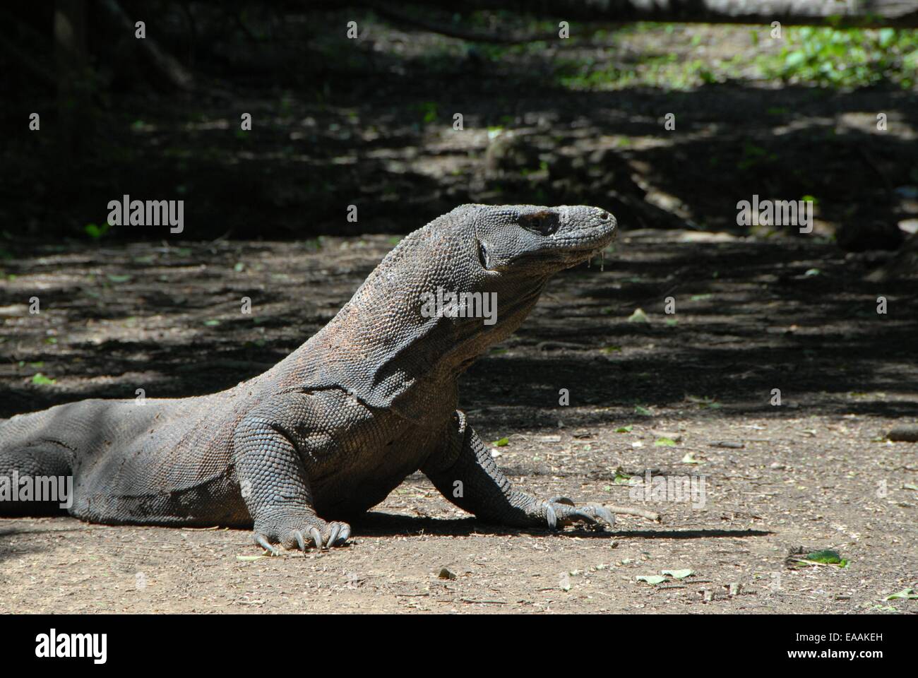 Varanus komodoensis habitat hi-res stock photography and images - Alamy