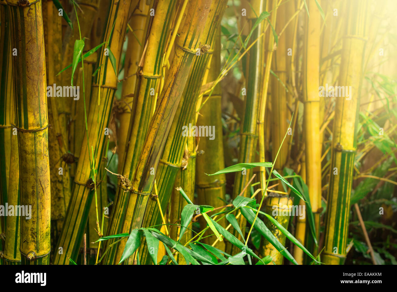 Jungle bamboo hi-res stock photography and images - Alamy