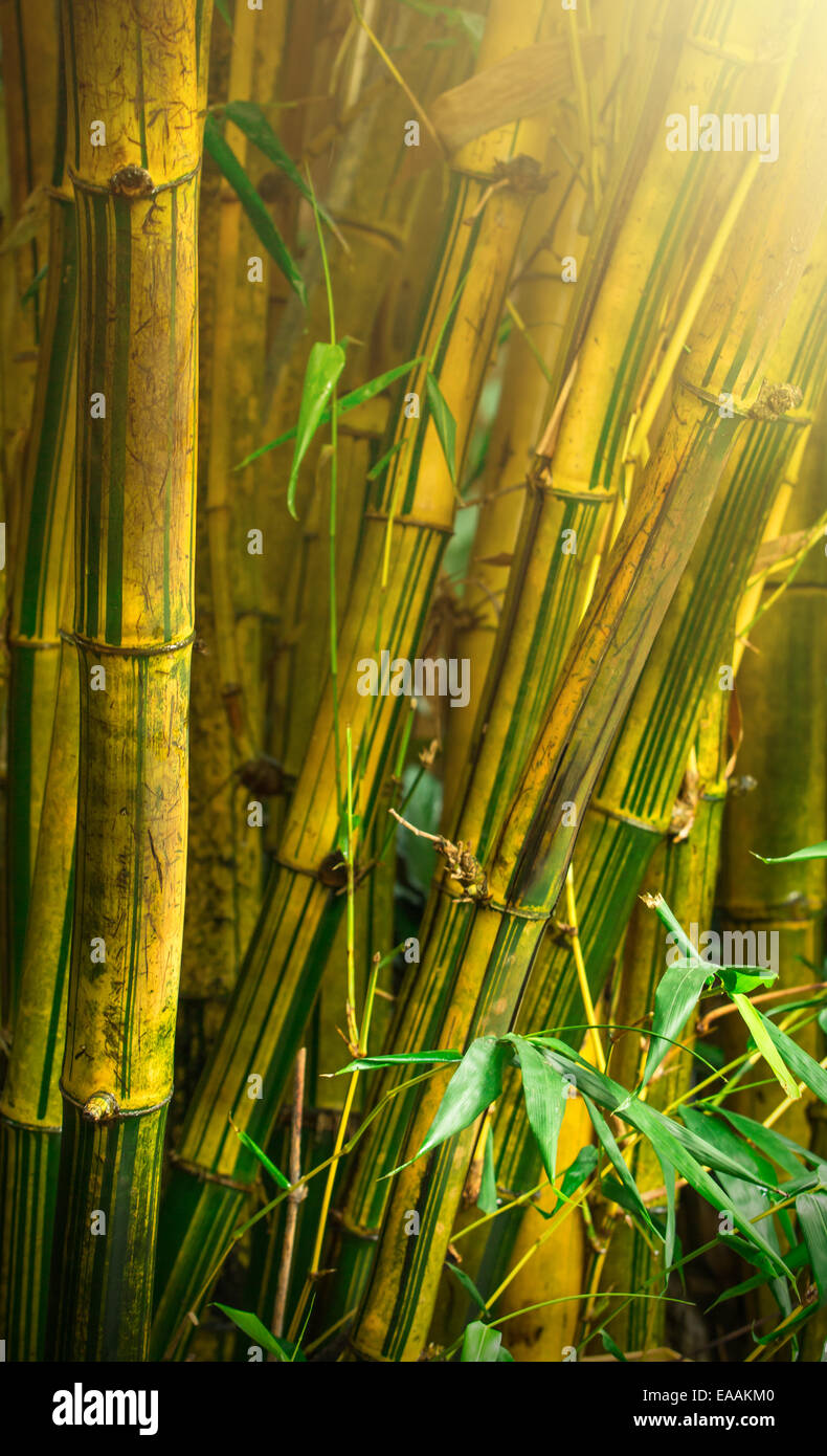 Bamboo trees in jungle with sunrays Stock Photo - Alamy