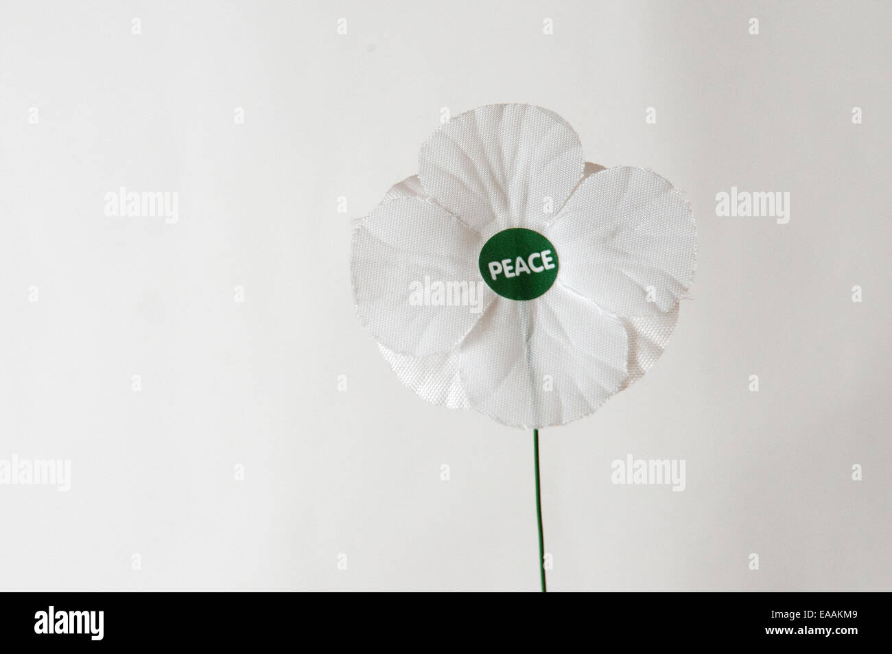 White peace poppy against a white background Stock Photo - Alamy
