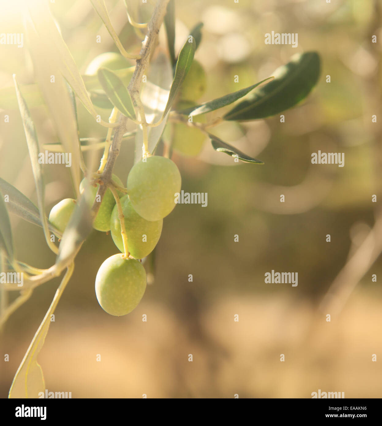 Detail old olive tree hi-res stock photography and images - Alamy