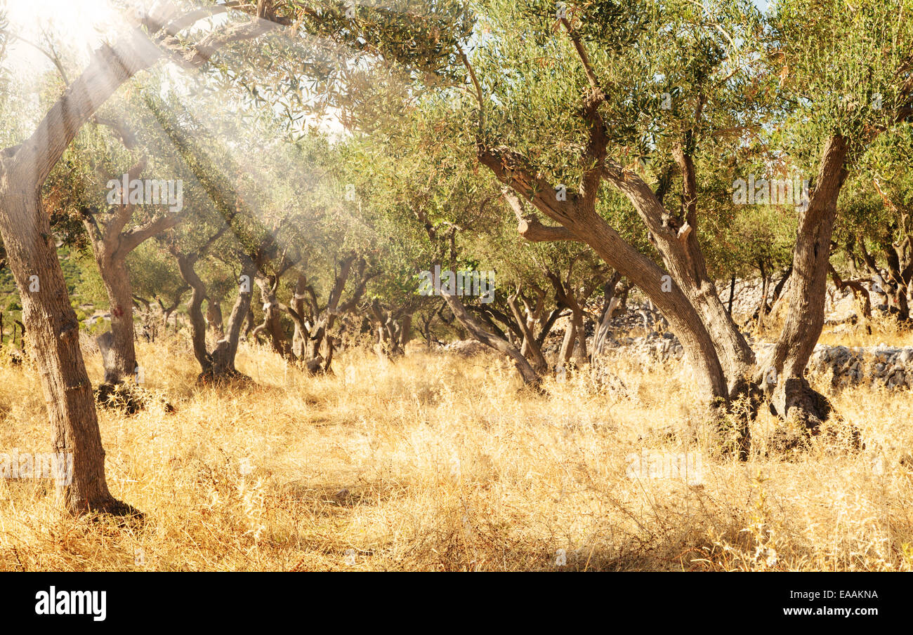 Mediterranean olive field with old olive trees Stock Photo - Alamy