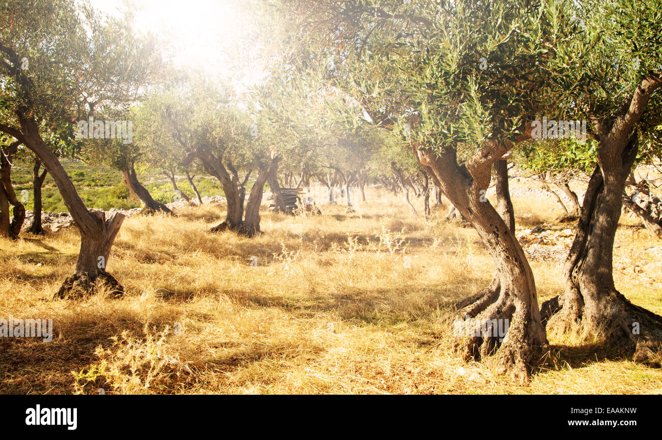 Mediterranean olive field with old olive trees Stock Photo - Alamy