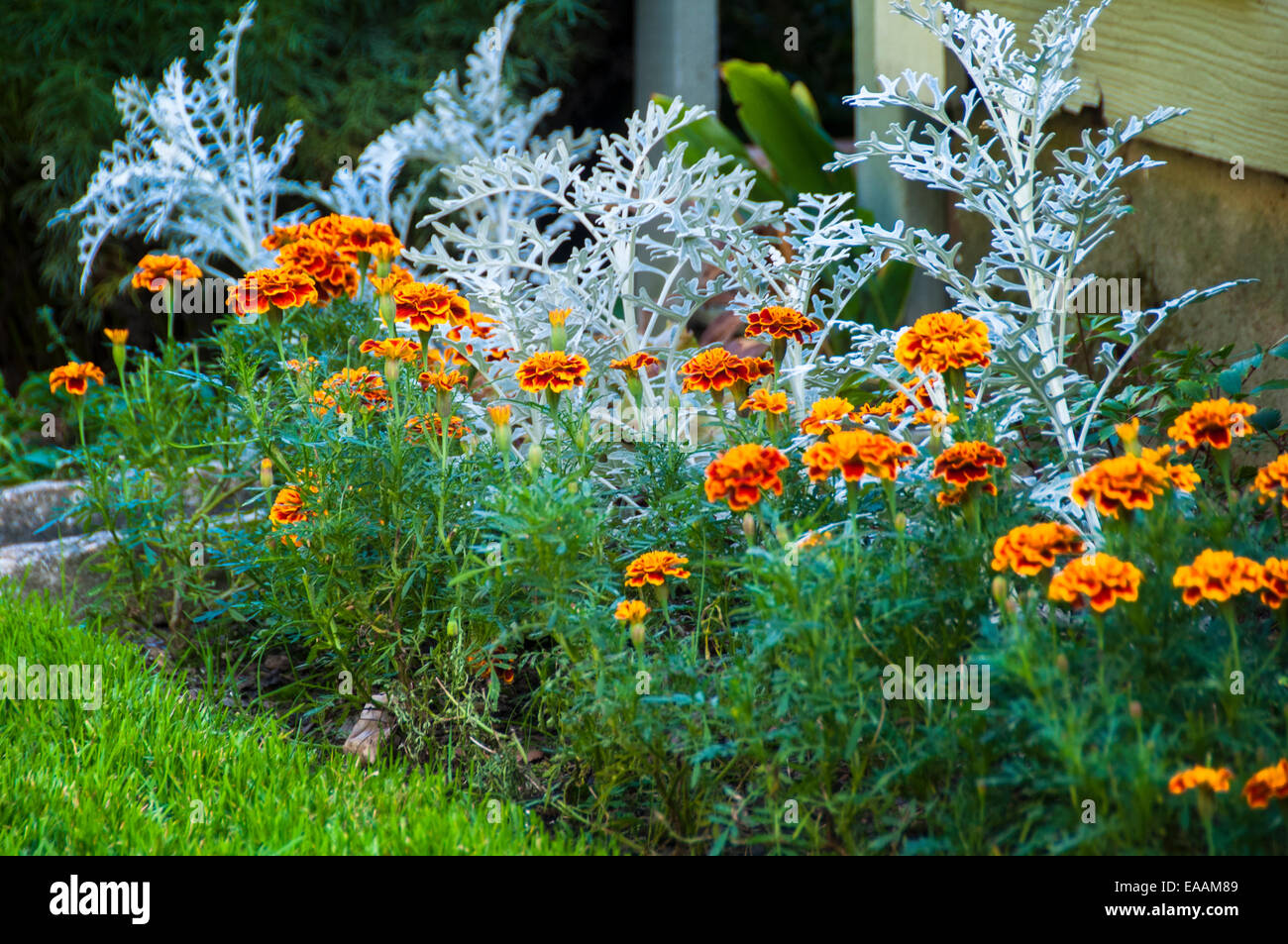 Marigold beds hi-res stock photography and images - Alamy
