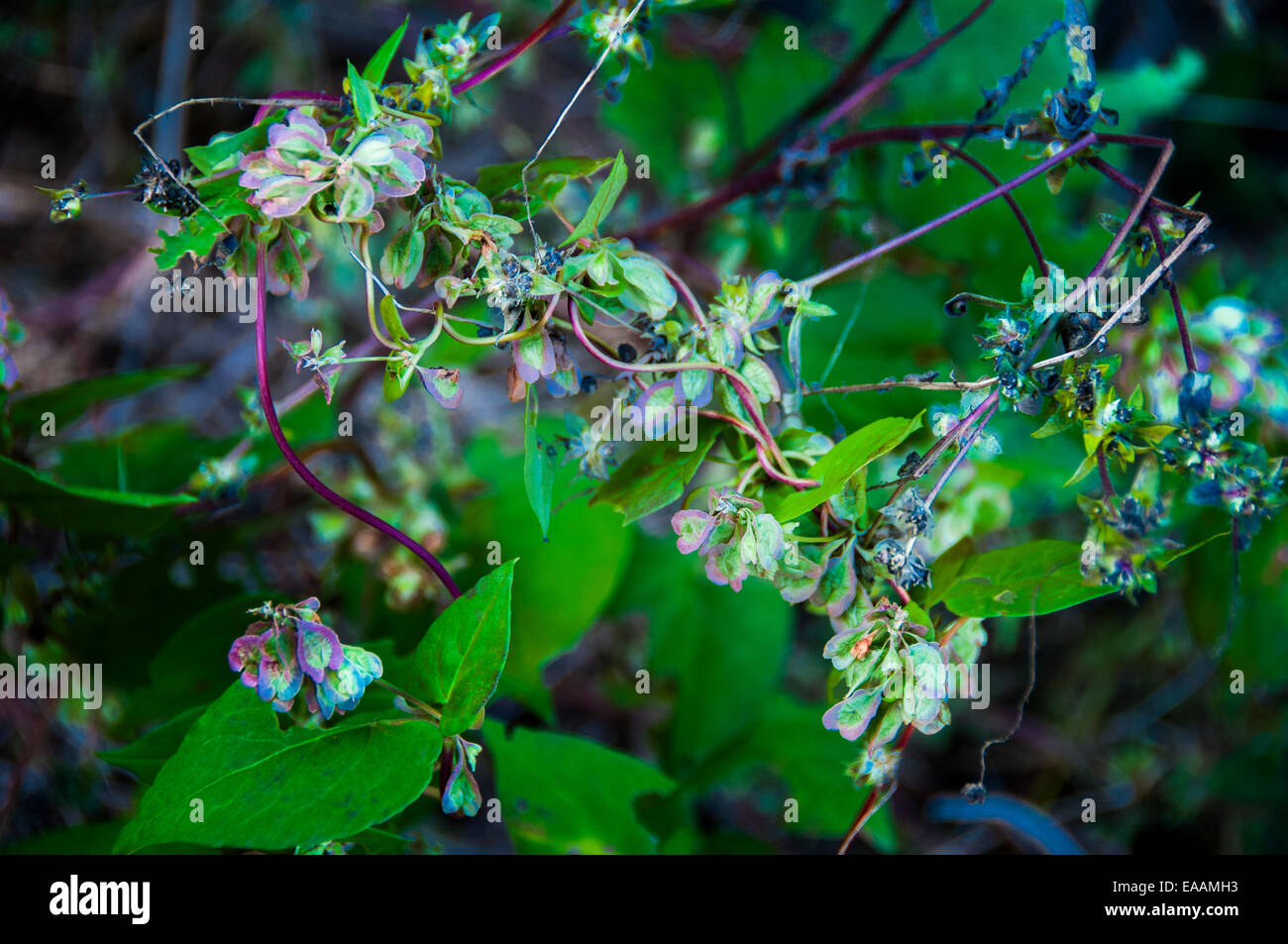 Delicate images hi-res stock photography and images - Alamy