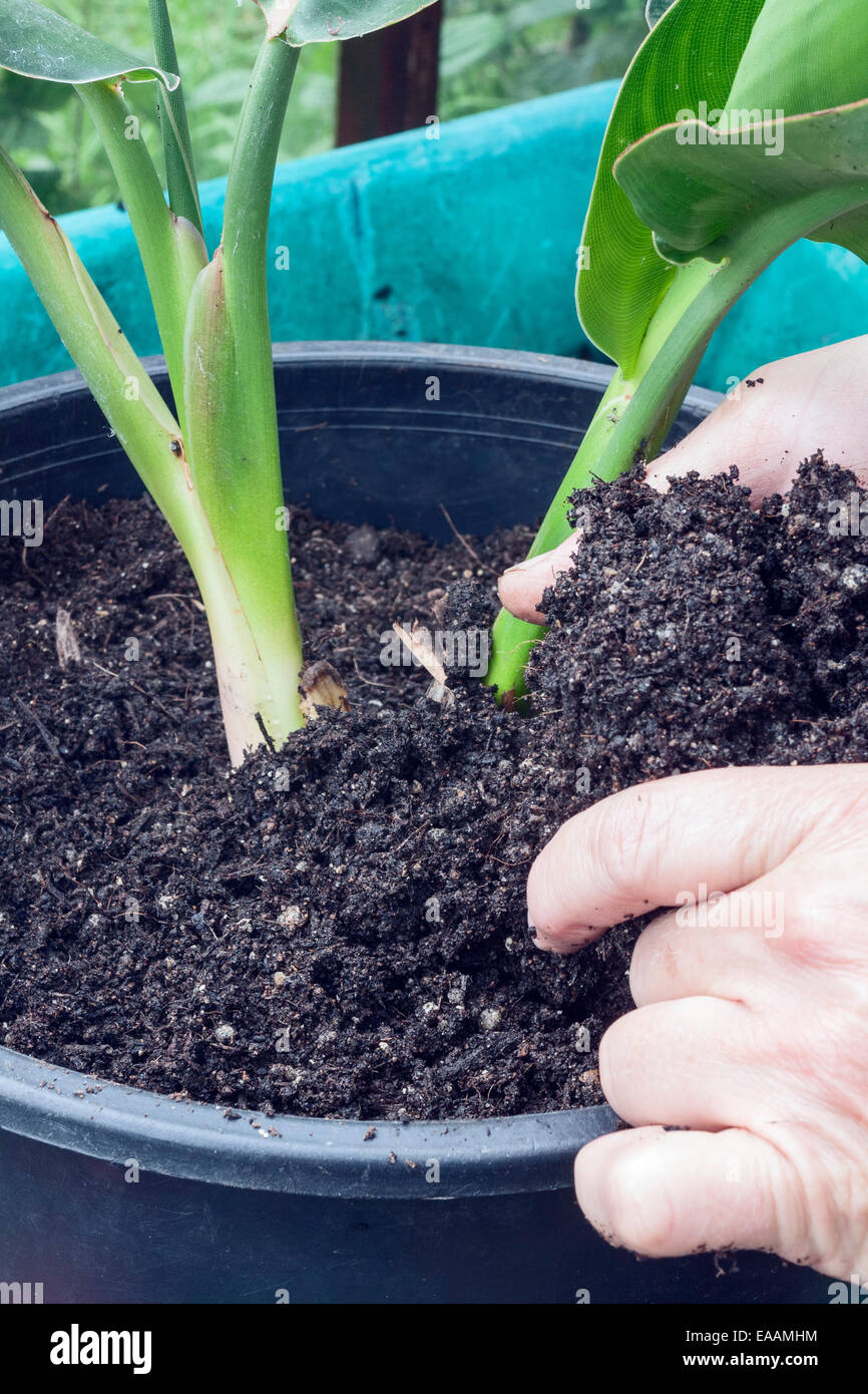 Repotting hi-res stock photography and images - Alamy