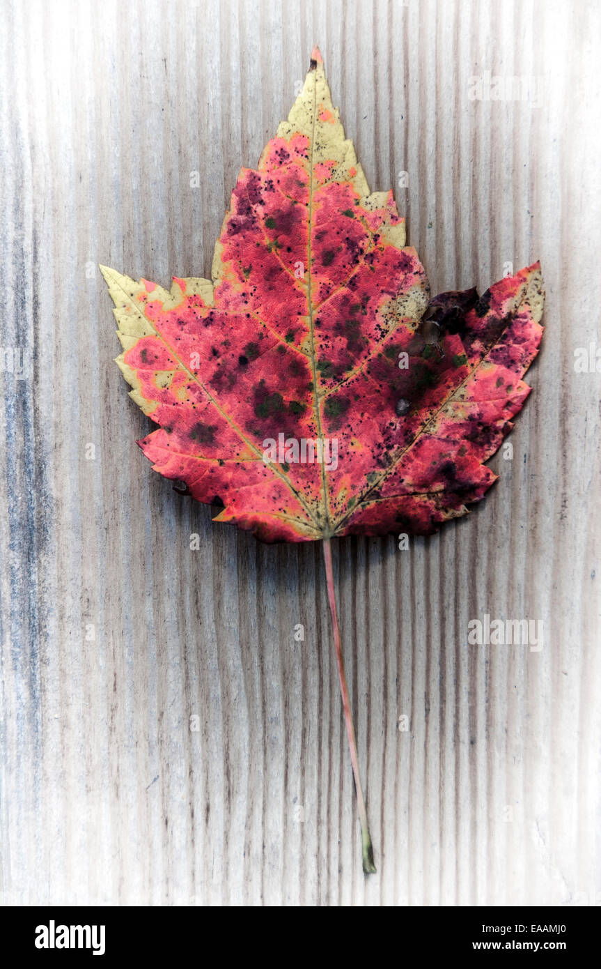 Maple leaf images hi-res stock photography and images - Alamy
