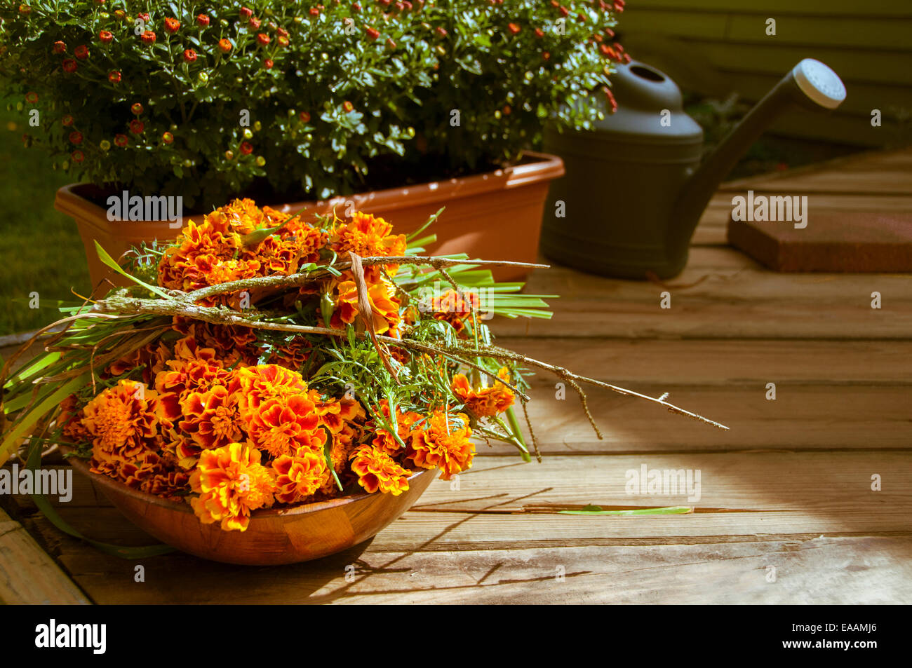 Planter marigolds High Resolution Stock Photography and Images - Alamy