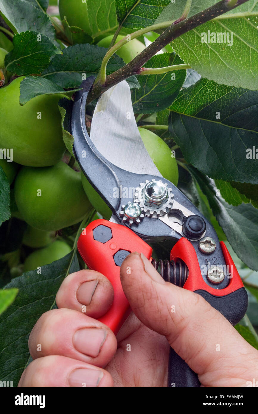 Summer pruning cordon apple - Cut back hard all this years growth to a ...