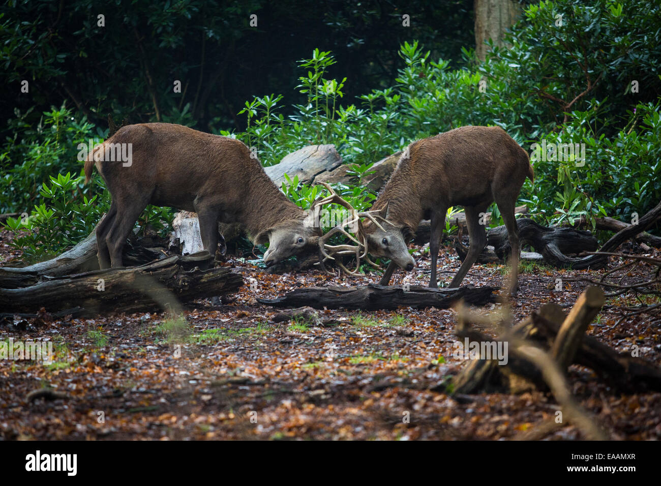 Deer rutting in Richmond Park in late autumn as the weather begins to ...