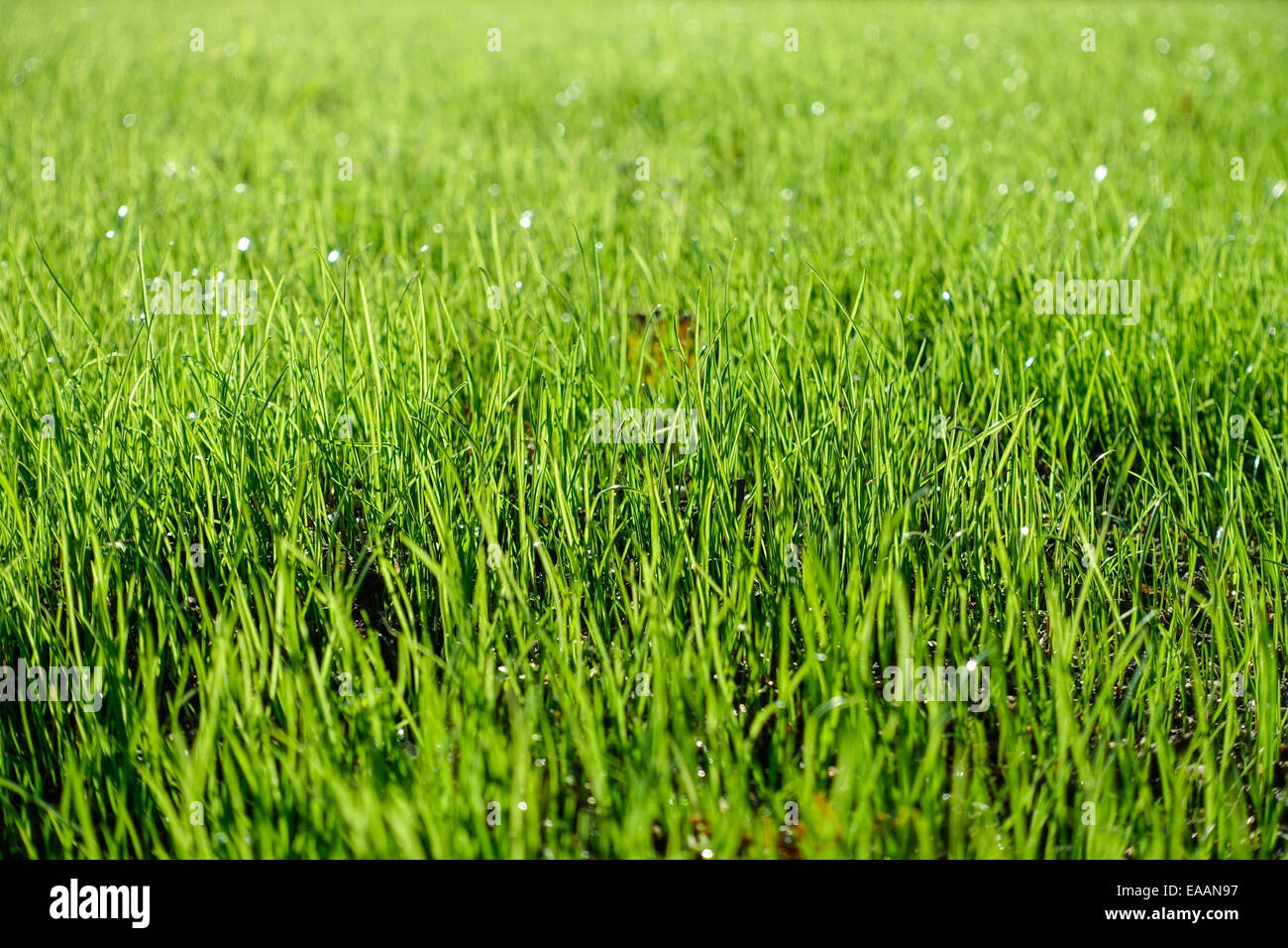 The green lawn grass hi-res stock photography and images - Alamy