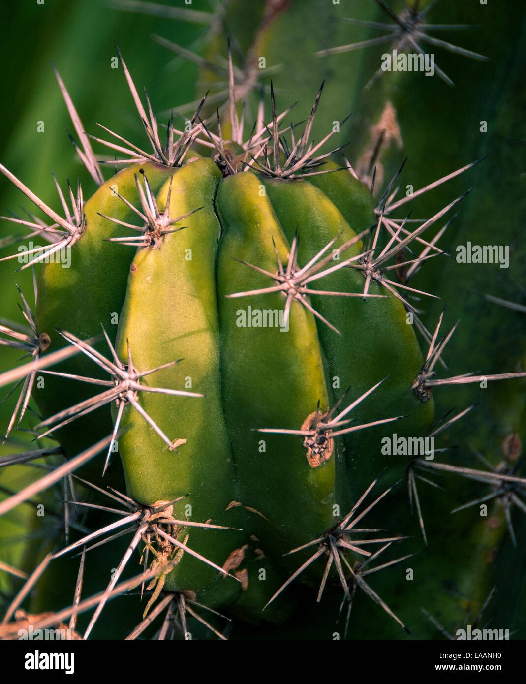 nature cactus sharpness thorn [close up] Stock Photo - Alamy