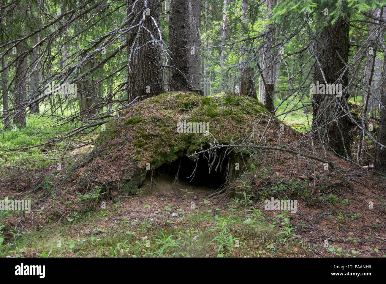 Hibernation bear den hi-res stock photography and images - Alamy