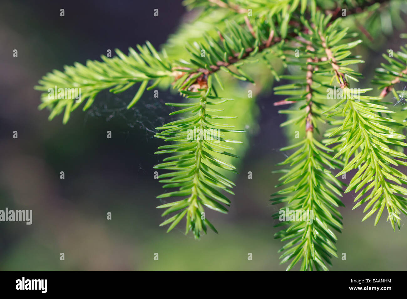 Close up of a spruce tree branch Stock Photo - Alamy