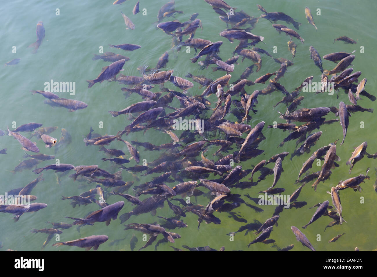 The pond with fishes is near "Khonka" house in Mezhigirya, Ukraine ...