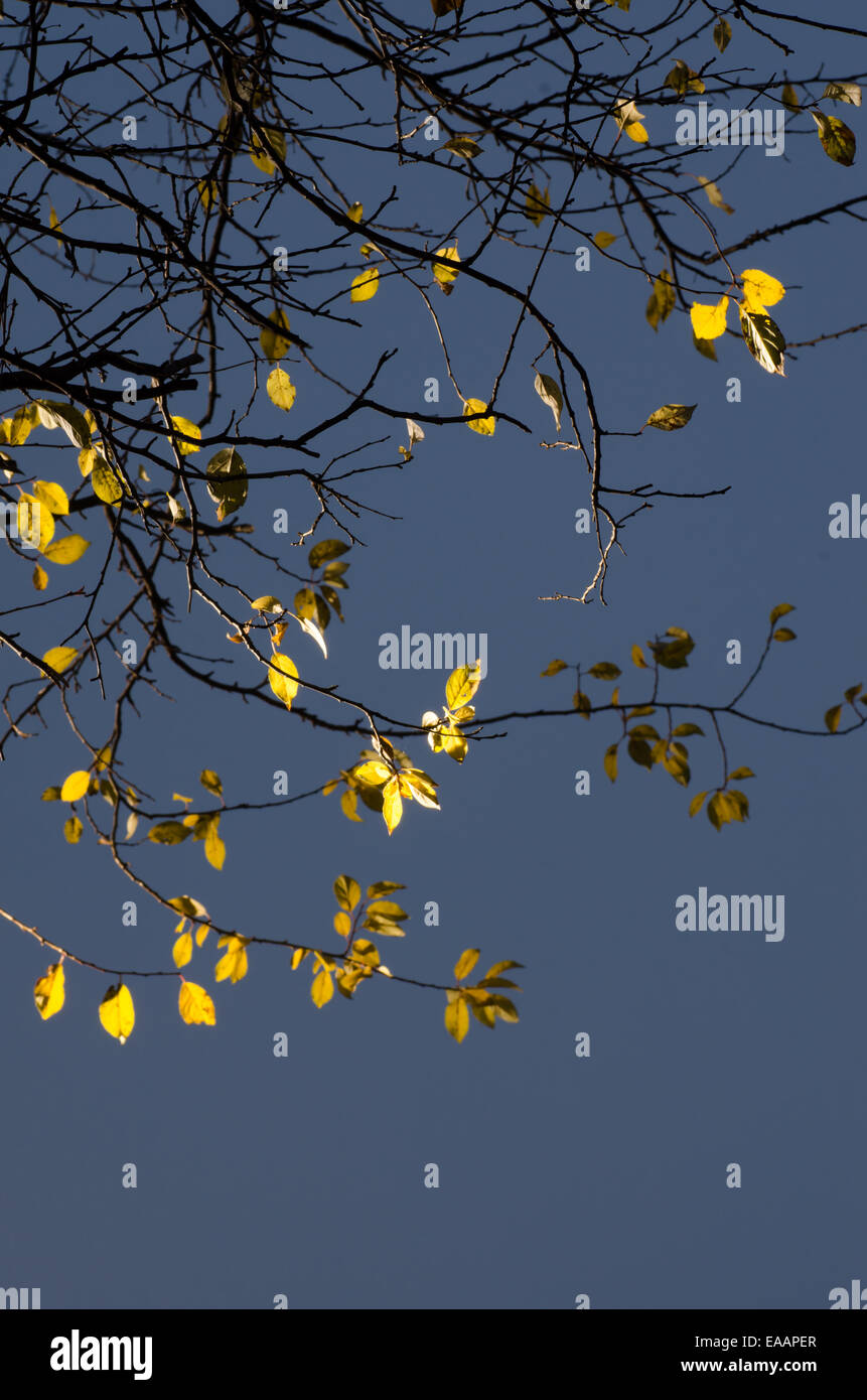 illuminated tree branches at night Stock Photo - Alamy