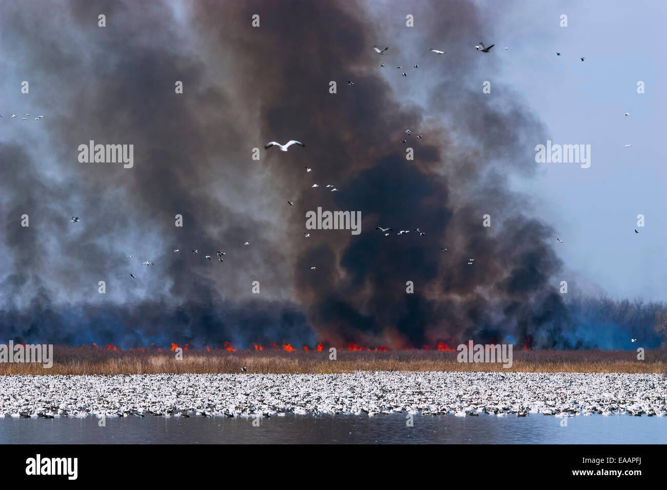 Fire devil forms in controlled burn during snow geese migration Stock ...