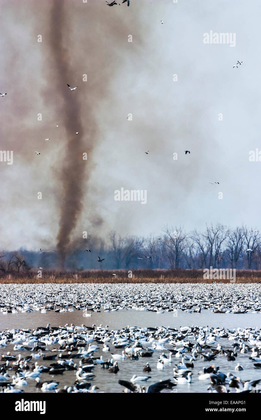 Burn goose hi-res stock photography and images - Alamy