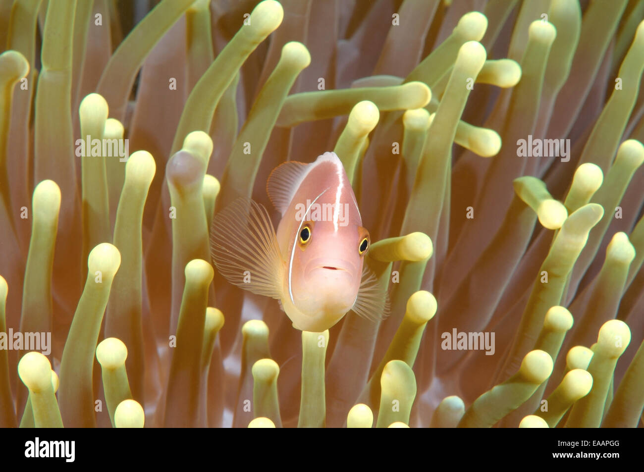 pink skunk clownfish or pink anemonefish (Amphiprion perideraion) Bohol ...