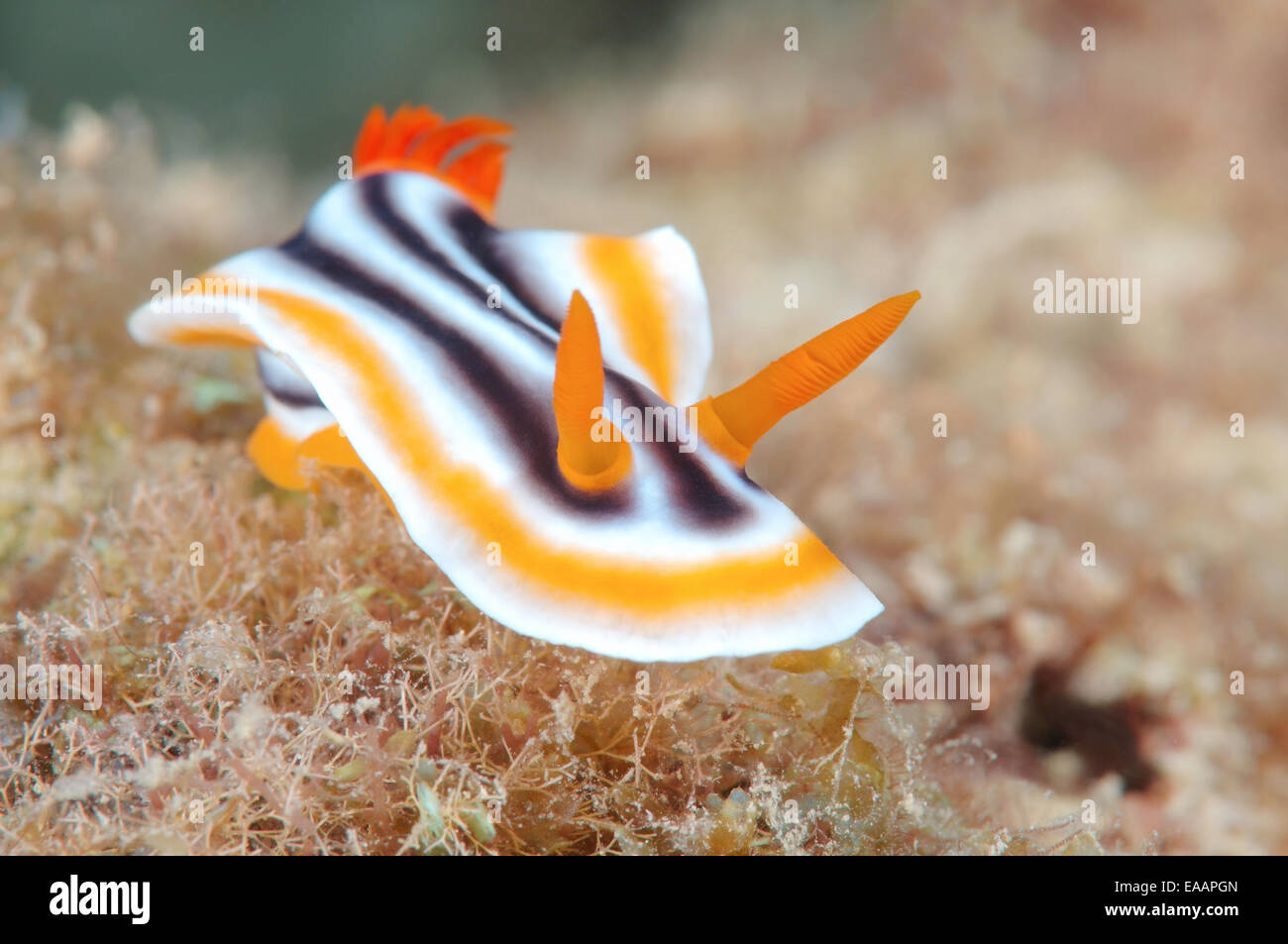 sea slug or nudibranch Pyjama Slug (Chromodoris quadricolor Stock Photo ...