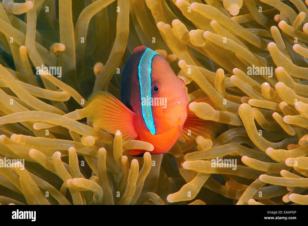 Cinnamon clownfish or fire clownfish (Amphiprion melanopus) Bohol Sea ...