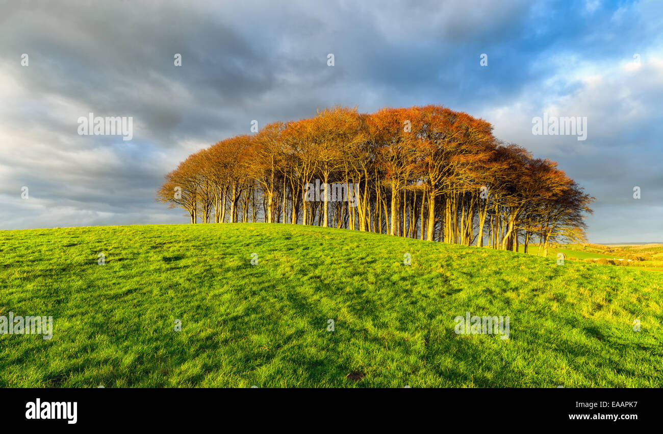 Small copse of Beech trees on a hill under a dramatic sky Stock Photo ...
