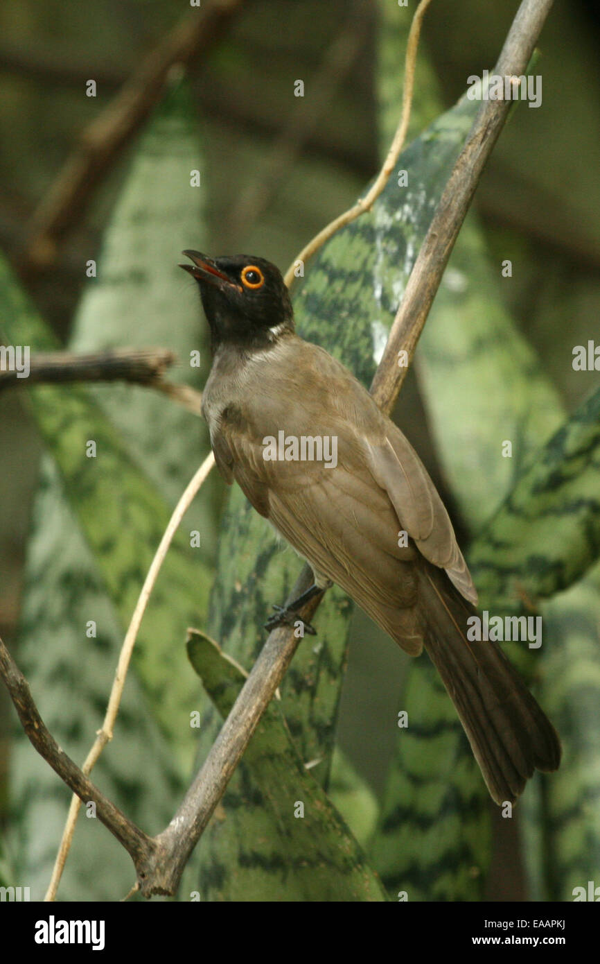 African Red-eyed Bulbul perched on branch, clearly showing the red eye ...