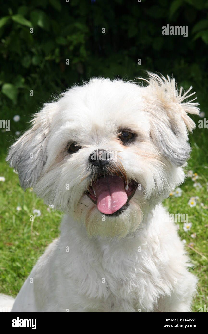 Bichon outside portrait, head and shoulders Stock Photo - Alamy