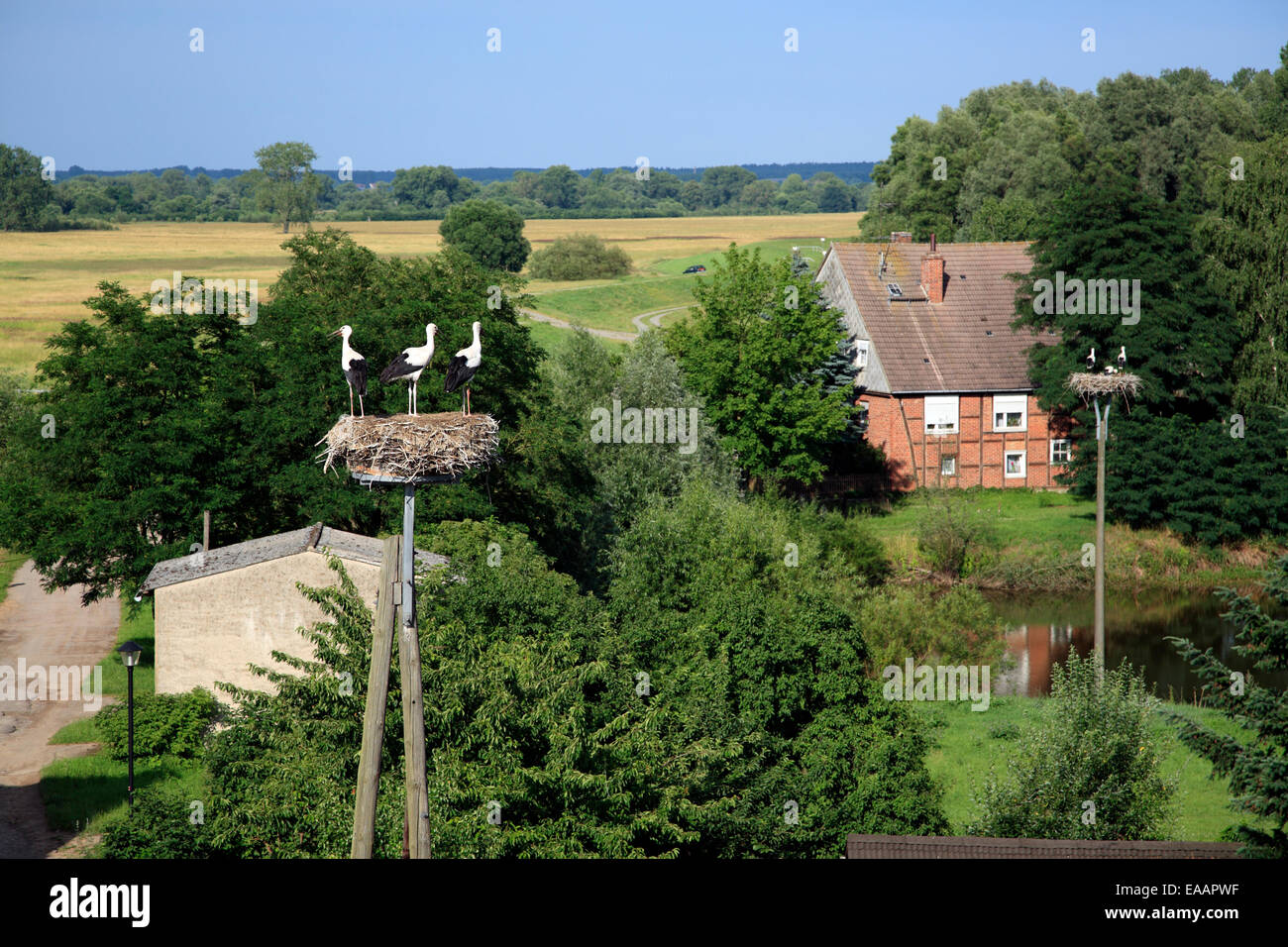 Stork nests in Werben / Elbe, Altmark, Sachsen-Anhalt, Germany, Europe ...