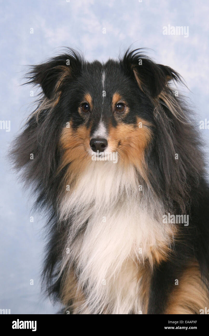Shetland Sheepdog Head High Resolution Stock Photography and Images - Alamy