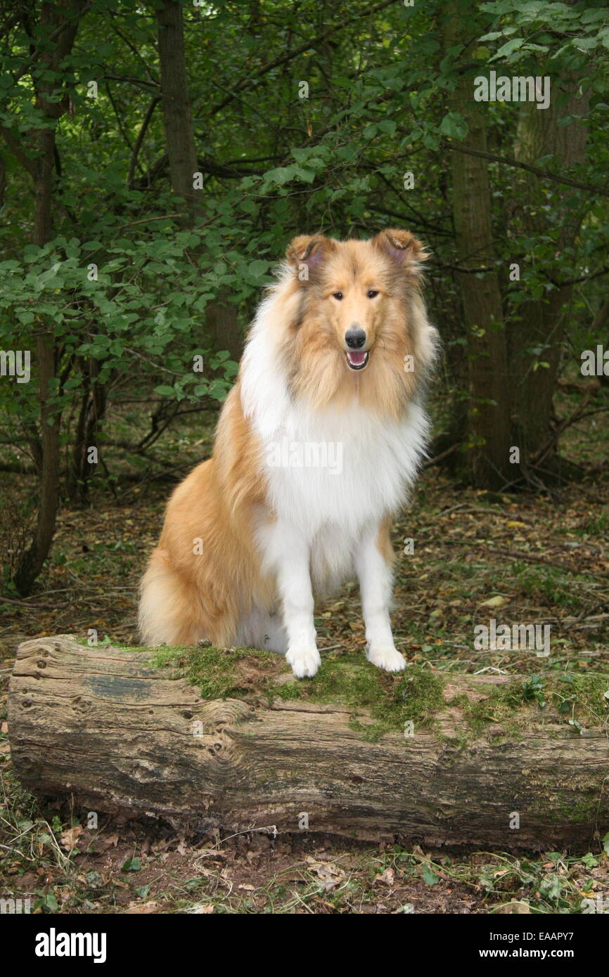 Rough Collie in woodland setting standing on a log Stock Photo - Alamy