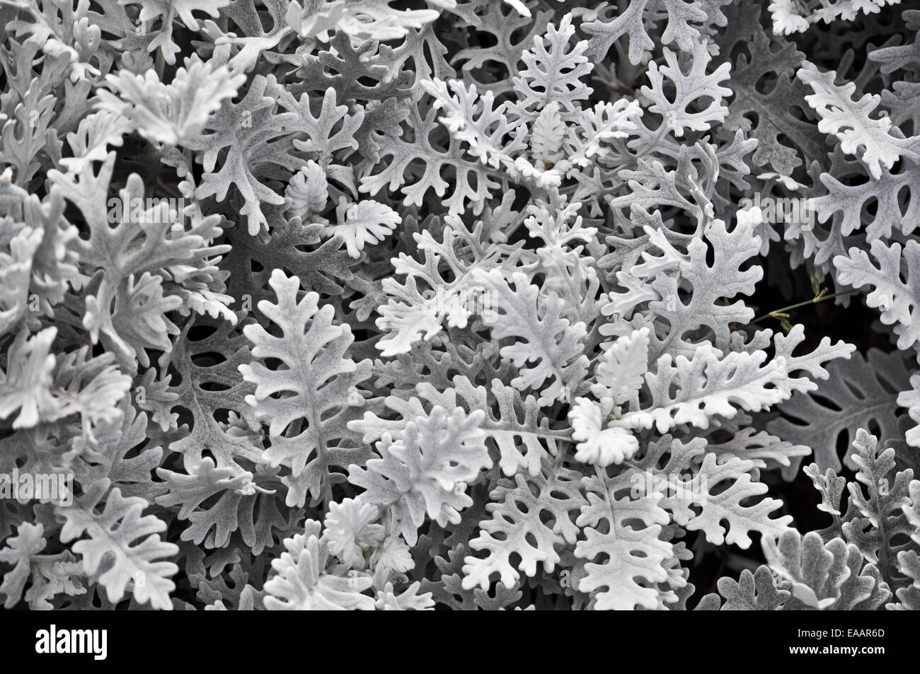 Abstract background of leaves. Colorless pattern from vegetable raw ...