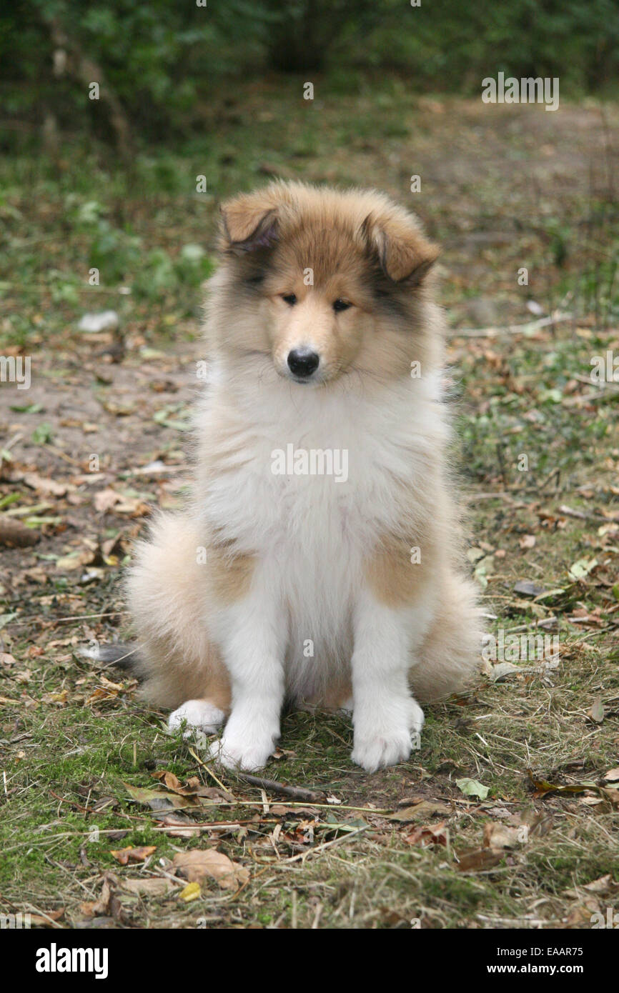 Rough Collie puppy sitting outside Stock Photo - Alamy