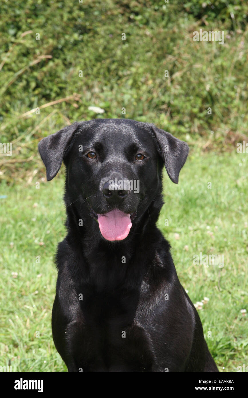 Black Labrador head and shoulders portrait Stock Photo - Alamy