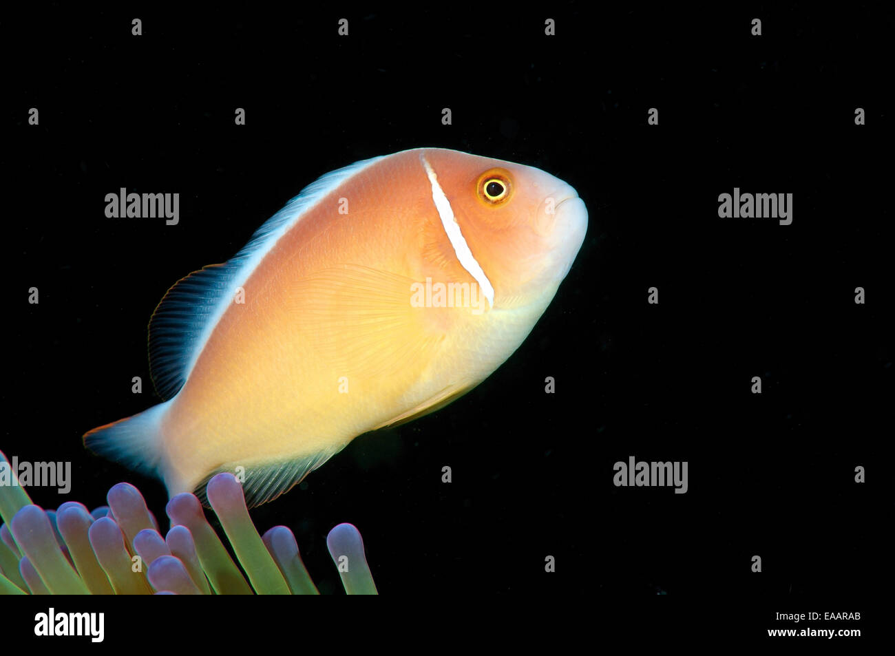 pink skunk clownfish or pink anemonefish (Amphiprion perideraion) Bohol ...