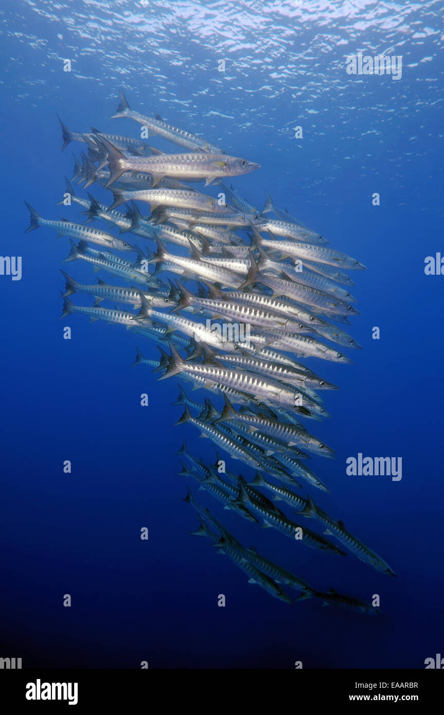 Sawtooth Barracuda Fish