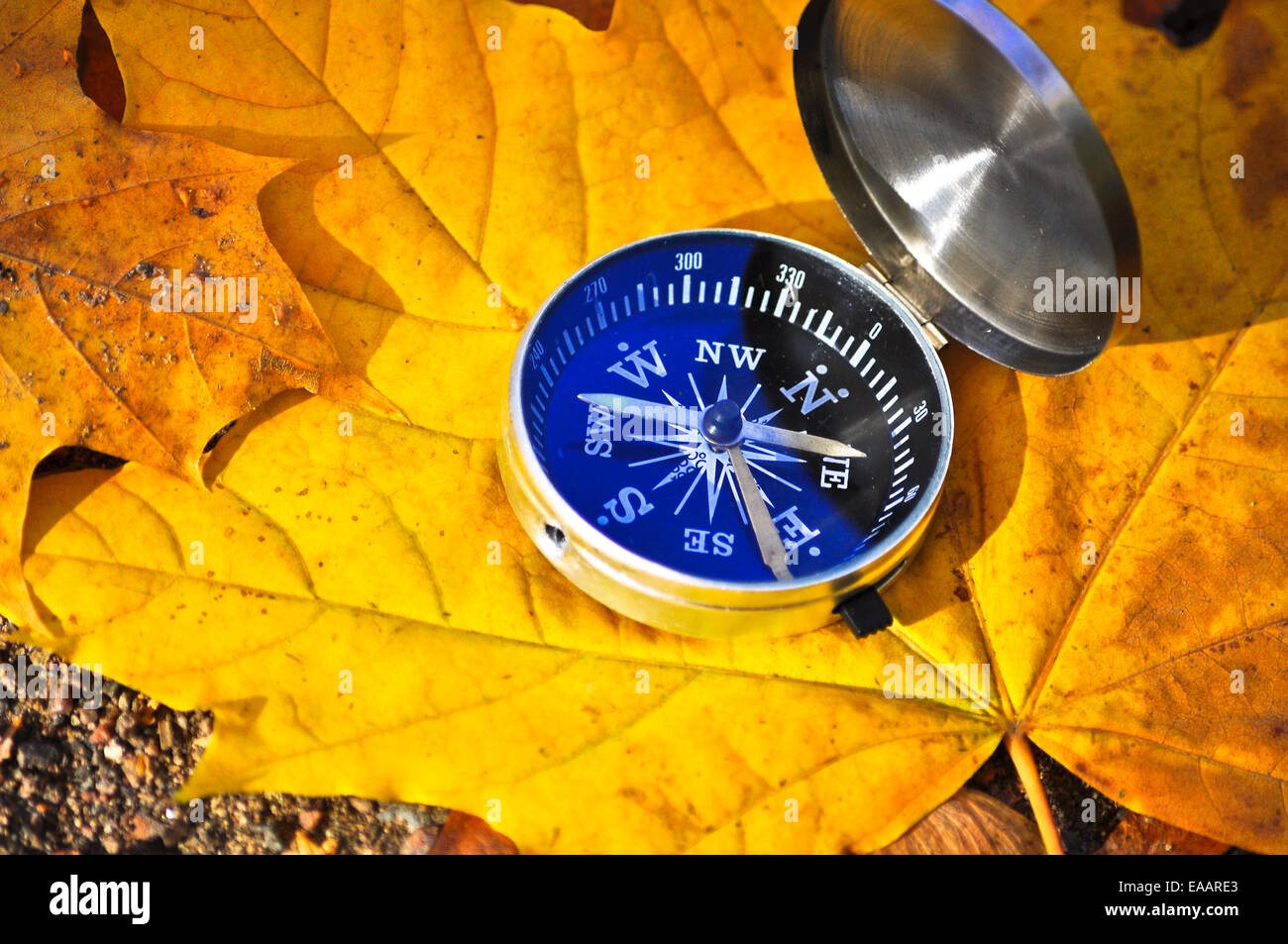 Compass among the autumn leaves. The navigation device on the ...