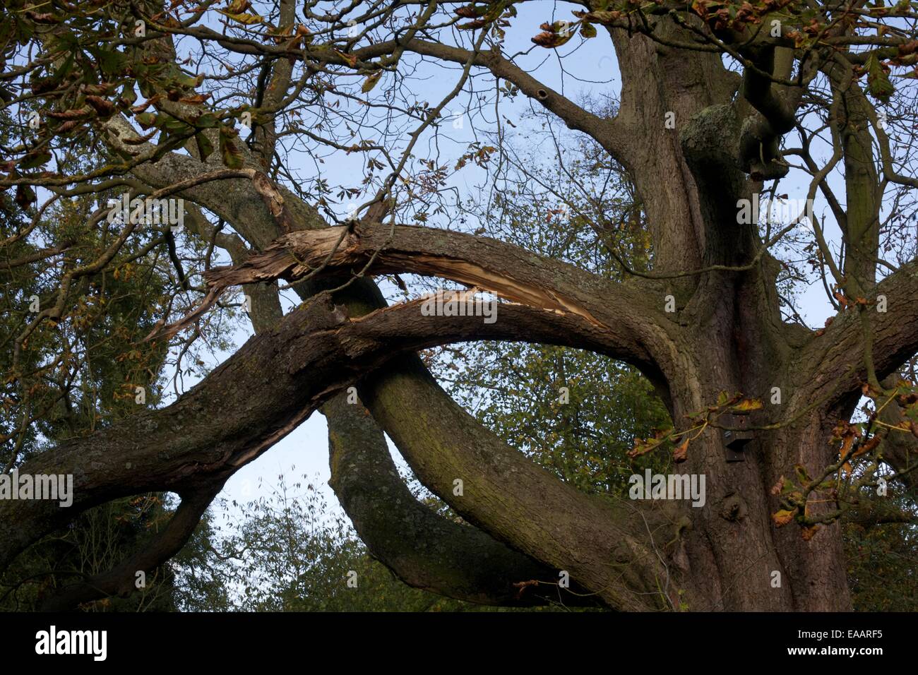 broken branches power of the wind Stock Photo - Alamy