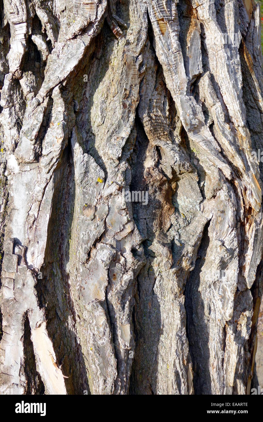 Bark material hi-res stock photography and images - Alamy