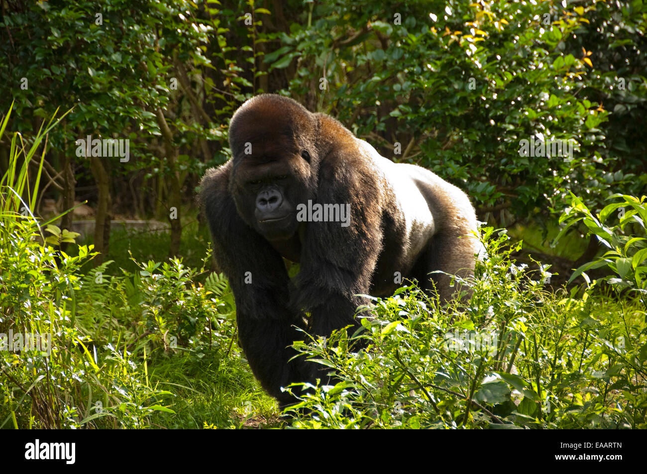 Horizontal close up of a Silverback gorilla Stock Photo - Alamy