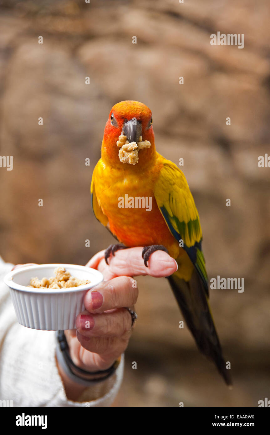 Vertical close up of a Sun Conure parrot, Aratinga solstitialis, in an ...